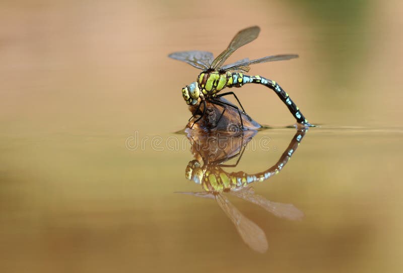 Dragonfly in water stock image. Image of wildlife, mirage - 21197239