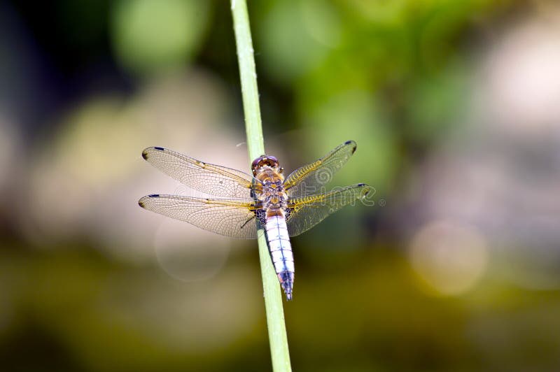 Dragonfly on water stock image. Image of plant, leaf - 31501719