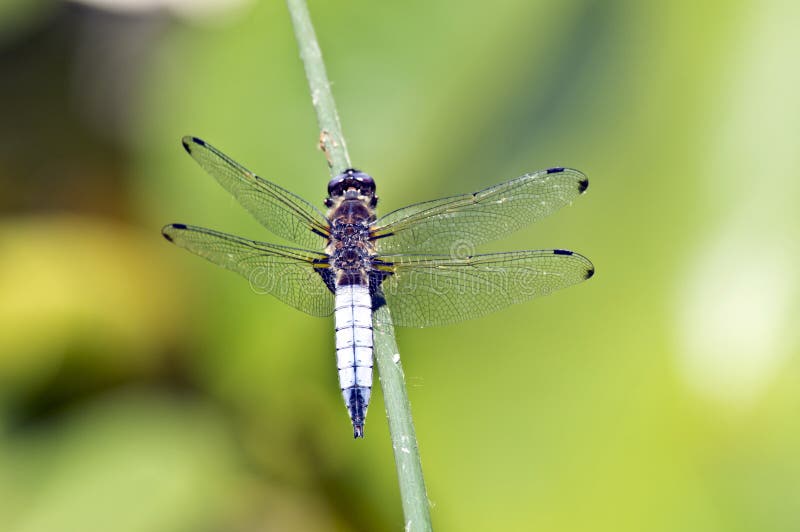 Dragonfly on water stock photo. Image of damselfly, entomology - 31501740