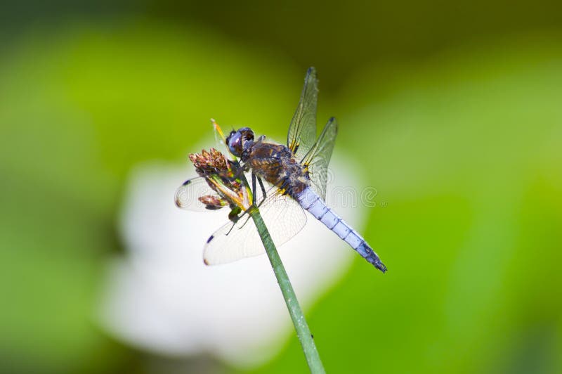 Dragonfly on water stock photo. Image of damselfly, entomology - 31501740
