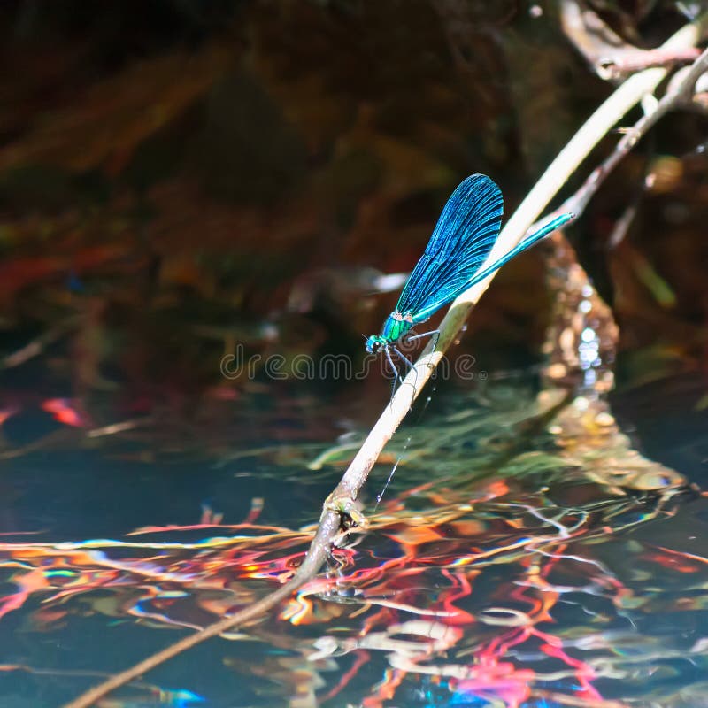 Dragonfly on water stock image. Image of delicate, dragonfly - 55466791