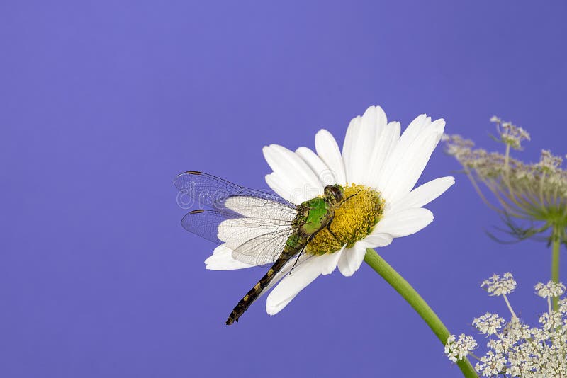 445 Dragonfly Daisy Stock Photos - Free & Royalty-Free Stock Photos ...