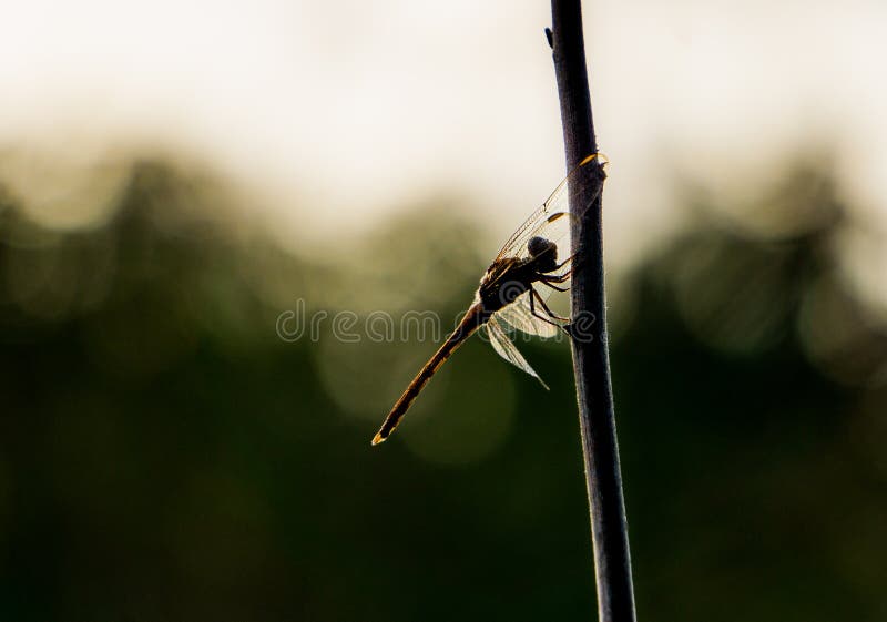 Dragonfly stock image. Image of cayman, insect, silhouette - 93251381