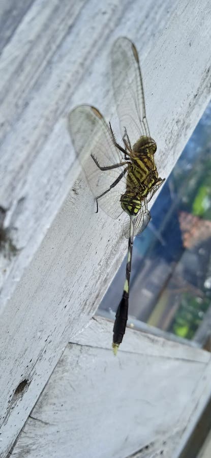 A Dragonfly in the Window of the House Stock Image - Image of dragonfly ...