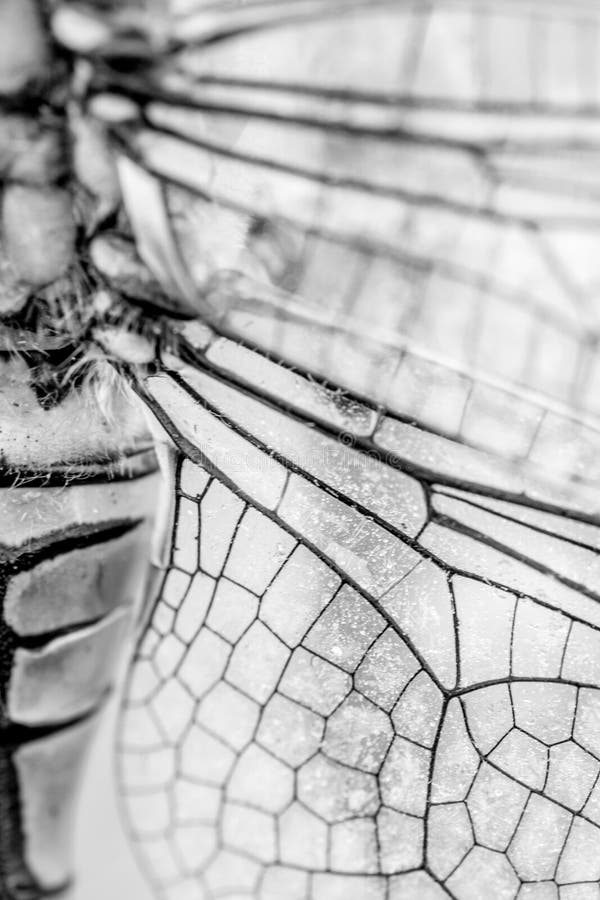 Dragonfly wing close up stock image. Image of diamonds - 97730407