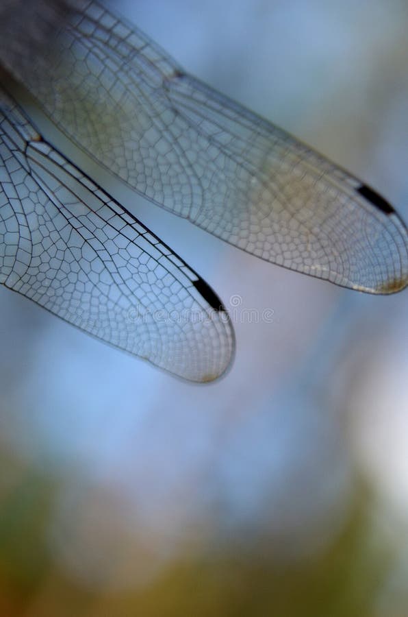 Dragonfly wings stock image. Image of insect, bright - 76382149