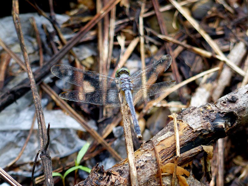 Dragonfly stock image. Image of flying, perfect, still - 97955021