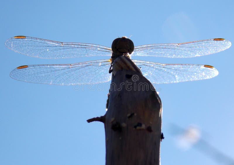 Dragonfly on a wooden pole stock image. Image of color - 126650843