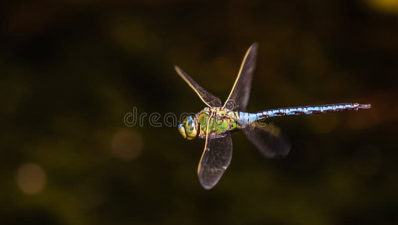 Blue and Green Dragonfly in Flight – Macro Wildlife Photography Stock ...