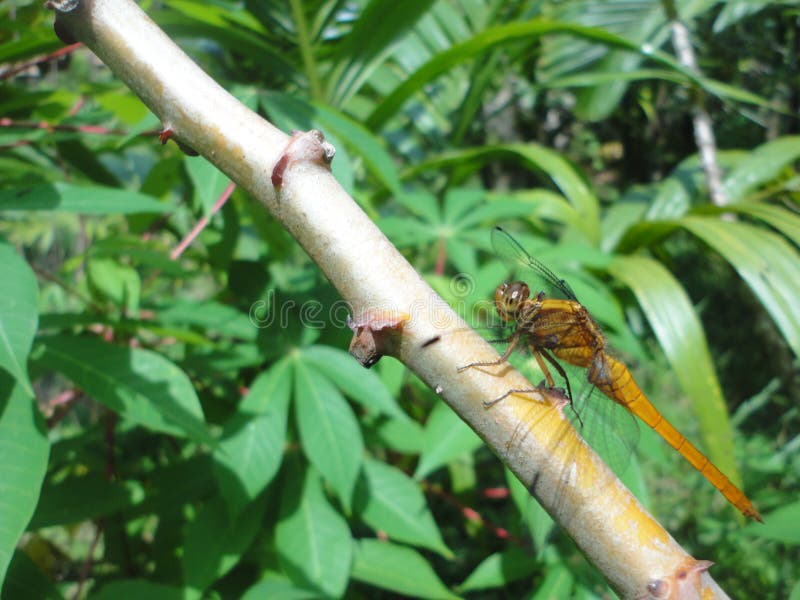 DragonflyPerching stock photo. Image of leaf, jungle - 254401394