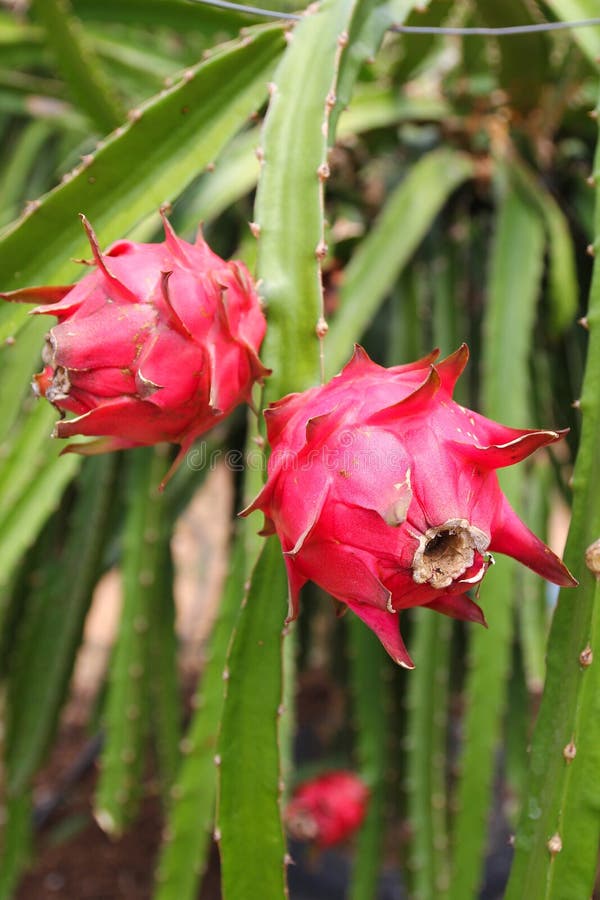 Dragon Fruit stock image. Image of dragon, cultivation - 247141