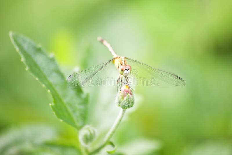 Dragonfry imagen de archivo. Imagen de colorido, color - 24247327