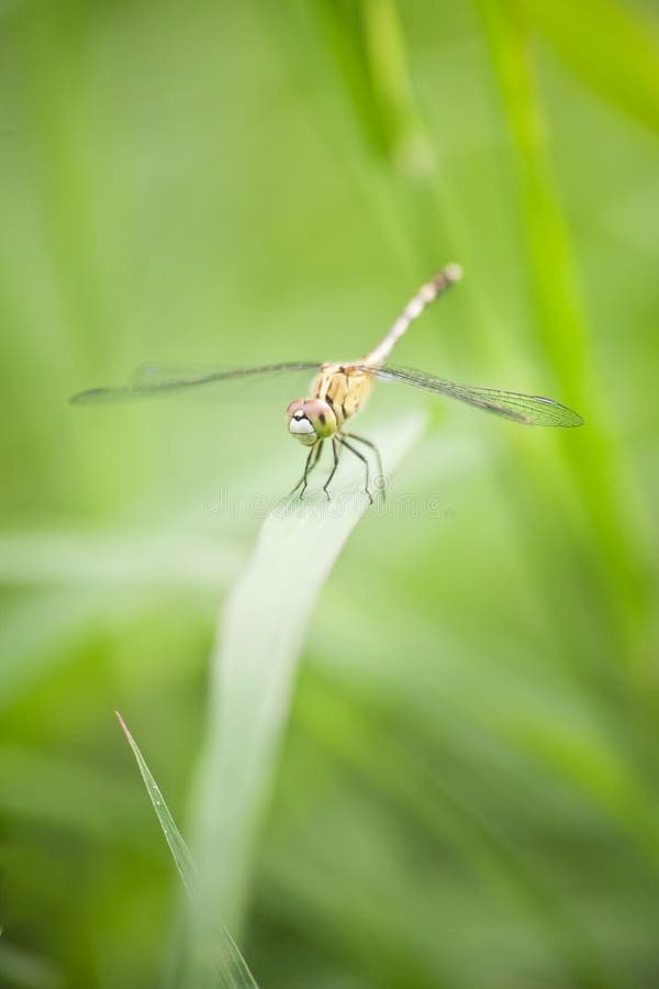 Dragonfry closeup stock photo. Image of green, eyes, black - 24247396