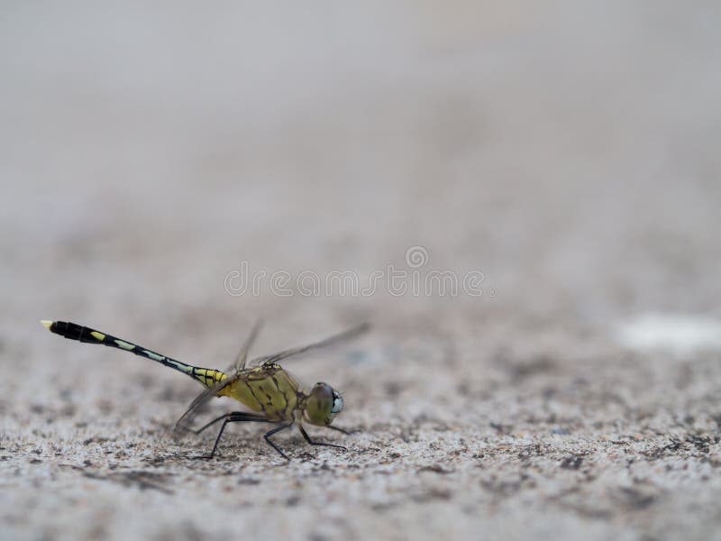 Dragonfry on the Ground stock photo. Image of coleopteres - 79729840