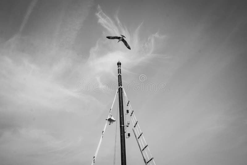 Dragons against seagulls stock photo. Image of dragon - 127697934