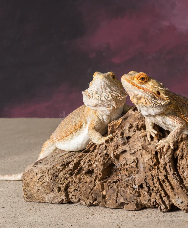 Dragons Barbus Manger Le Cricket Image stock - Image du insecte, studio ...