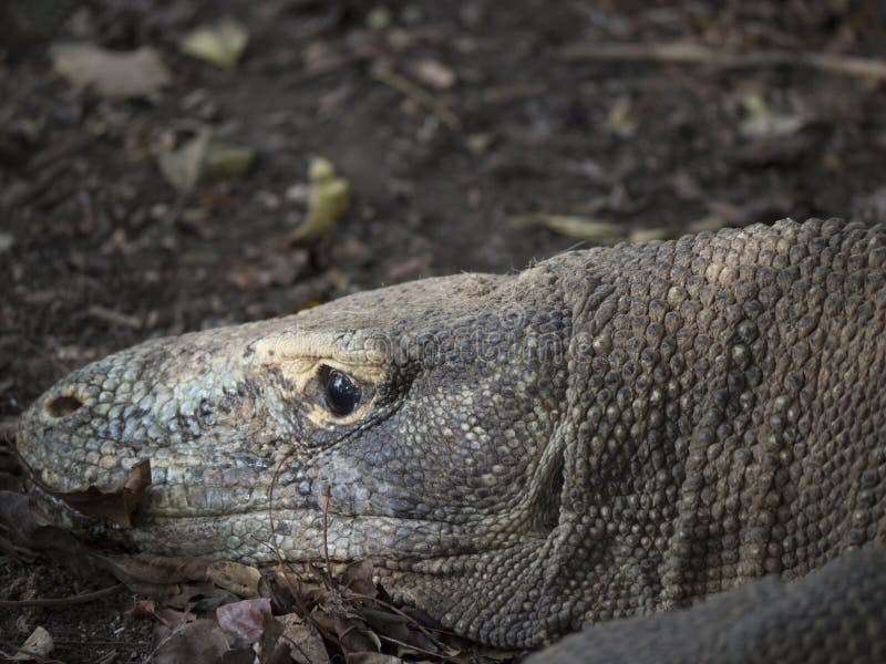 Dragon De Komodo Femelle, Comodensis De Varanus Photo stock - Image du ...