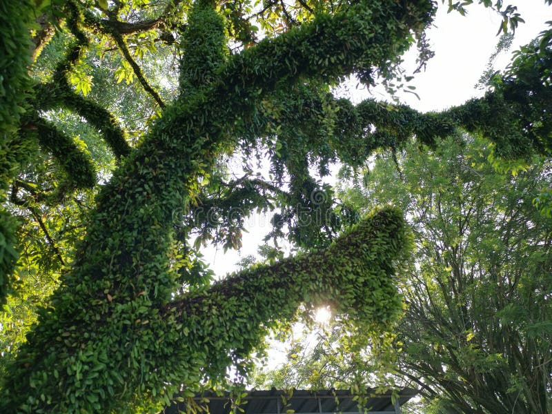 Dragons Scale Fern Propagating Around the Old Tree Trunk and Branches ...