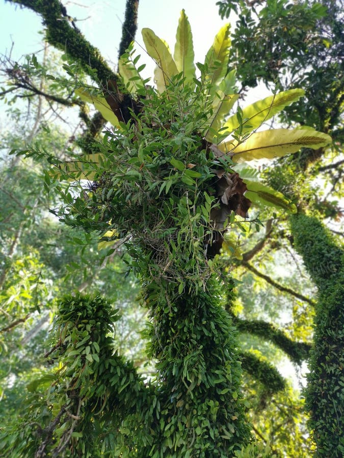 Dragons Scale Fern Propagating Around the Old Tree Trunk and Branches ...