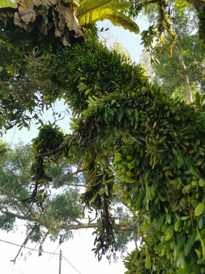 Dragons Scale Fern Propagating Around the Old Tree Trunk and Branches ...