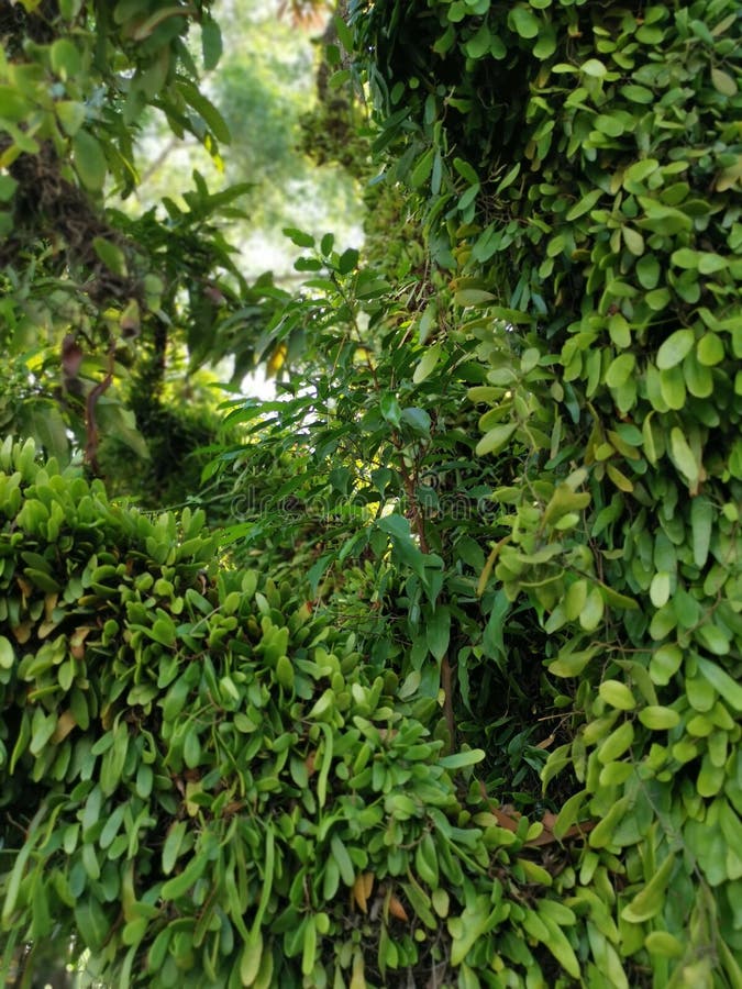 Dragons Scale Fern Propagating Around the Old Tree Trunk and Branches ...