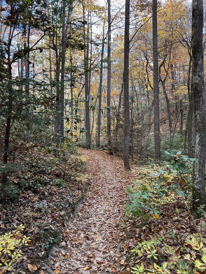Dragons Tooth Trail in Virginia Stock Image - Image of flower, plant ...