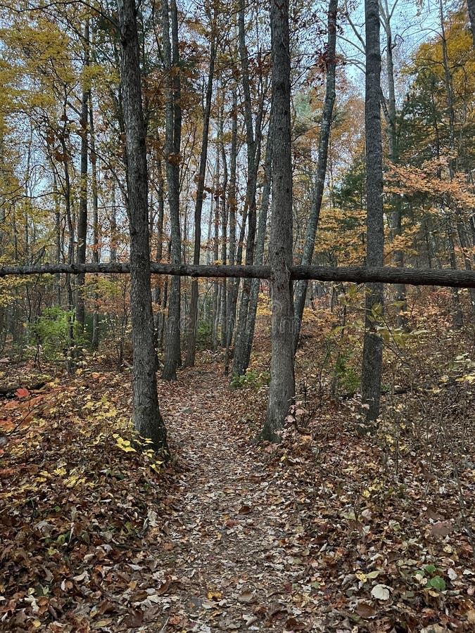 Dragons Tooth Trail in Virginia Stock Photo - Image of sunlight, 2023: ...