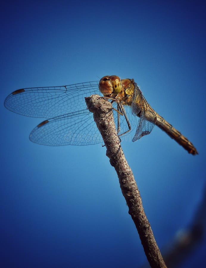 Dragonsfly on Blue Background Stock Image - Image of tree, resting ...