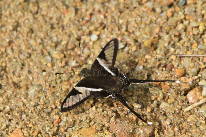 A Dragontail Lamproptera Curius Curius is a Species of Swallowtail ...