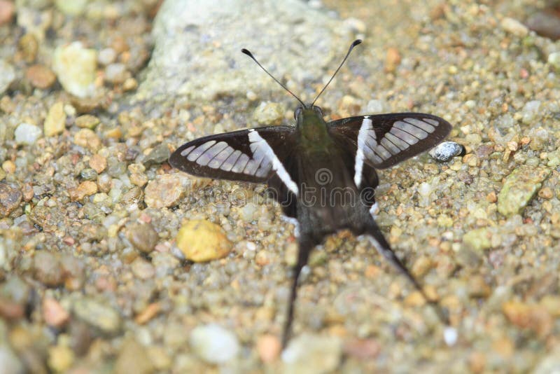 A Dragontail Lamproptera Curius Curius is a Species of Swallowtail ...