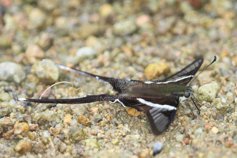 A Dragontail Lamproptera Curius Curius is a Species of Swallowtail ...