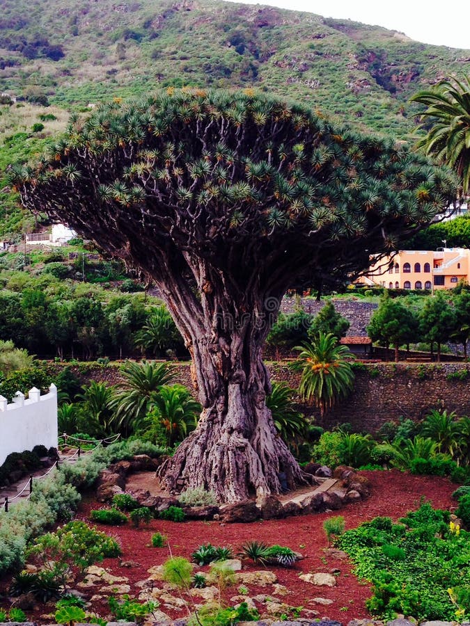 Dragontree stock photo. Image of millennium, dragontree - 48836102