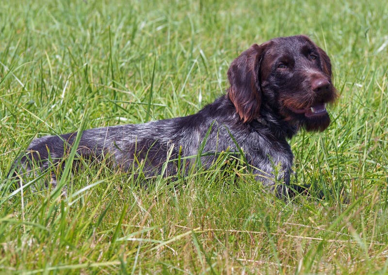 The drahthaar dog stock image. Image of drahthaar, brown - 43903351