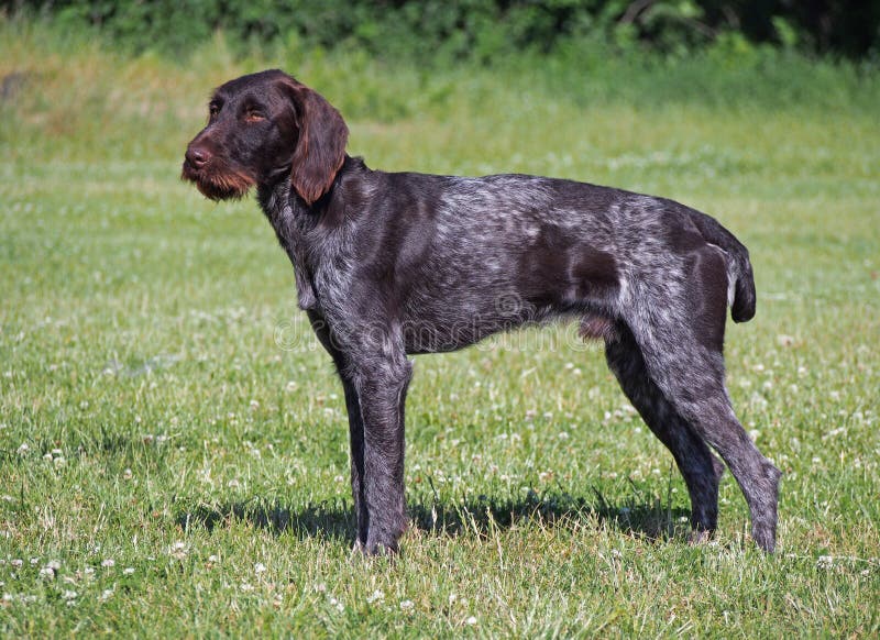 The drahthaar dog stock image. Image of drahthaar, brown - 43903351
