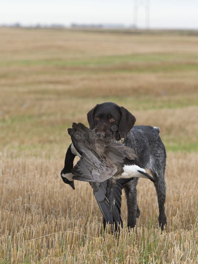 Drahthaar hunting dog stock image. Image of hunter, waterfowl - 83388005