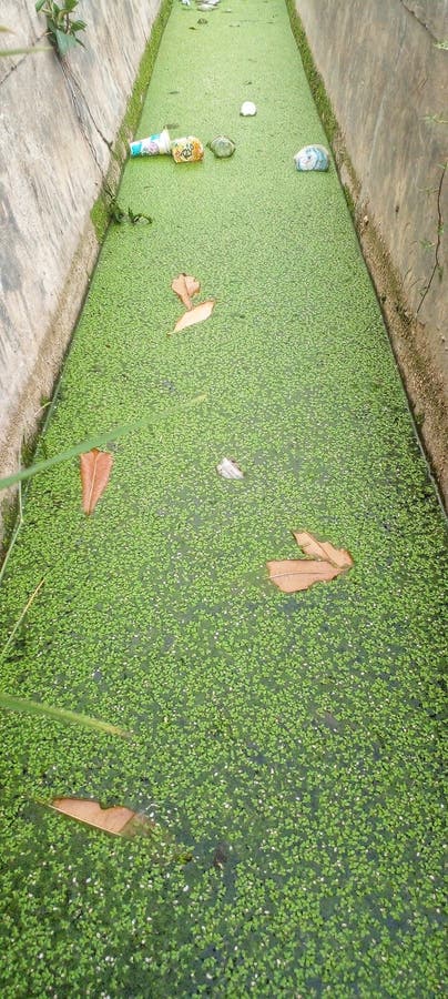 Drain Ditch Gutter Gully Canal Dirtywater Aquaticplants Stock Photo ...