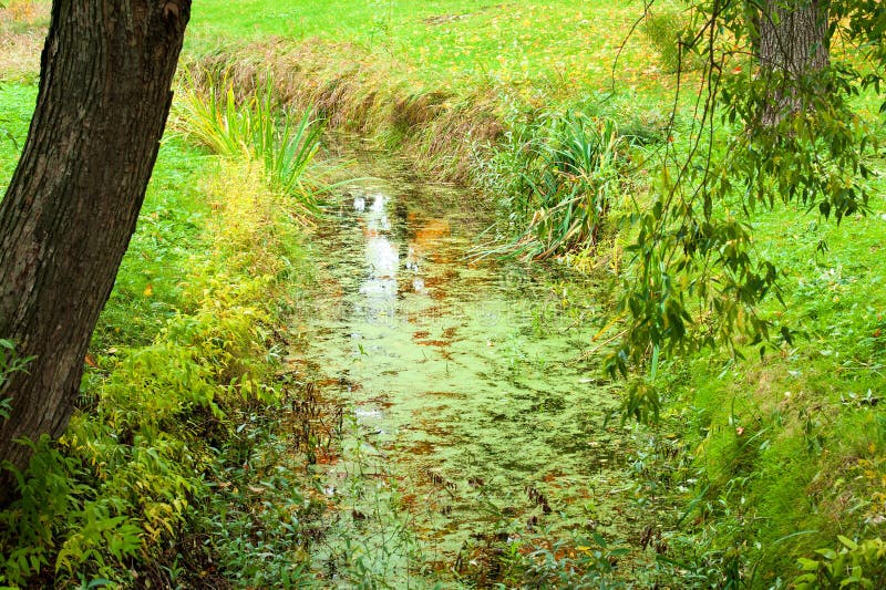 Drain in the Fall in the Forest with Grass Stock Image - Image of leaf ...