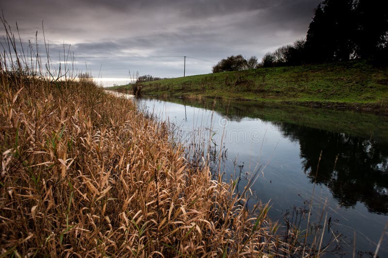 Common reed seed heads stock image. Image of heads, vegetation - 63414527