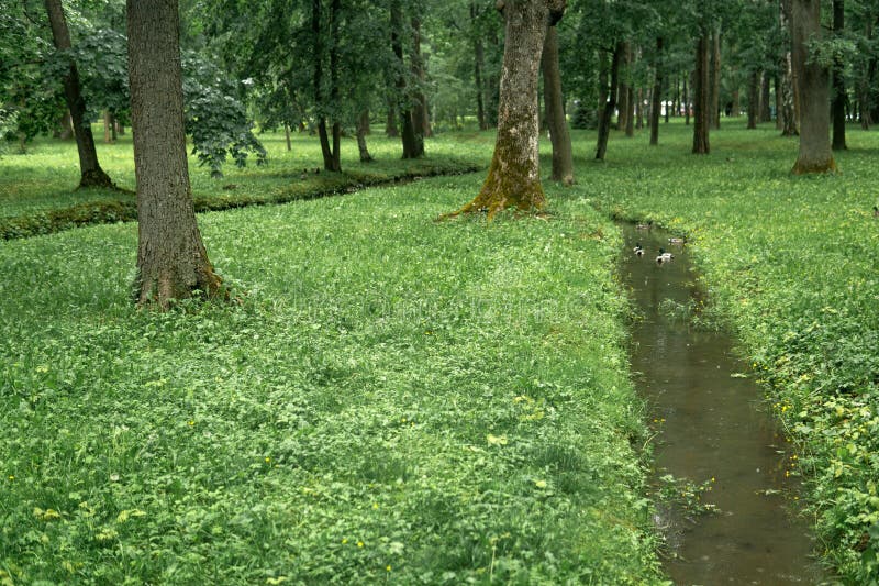 Drainage Channels in the Park, Which Flows through the Grass Stock ...