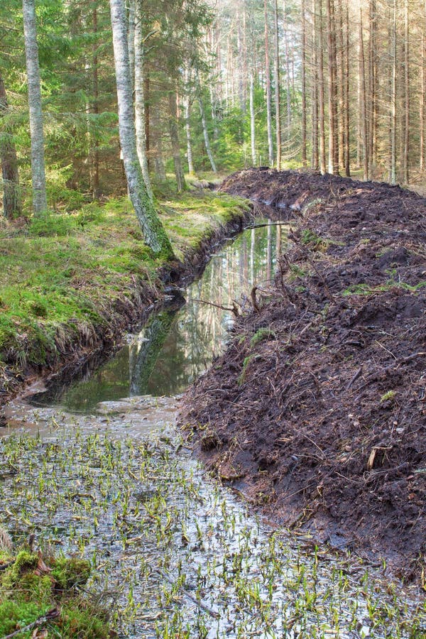 Drainage ditch stock image. Image of soil, forest, boreal - 50809015