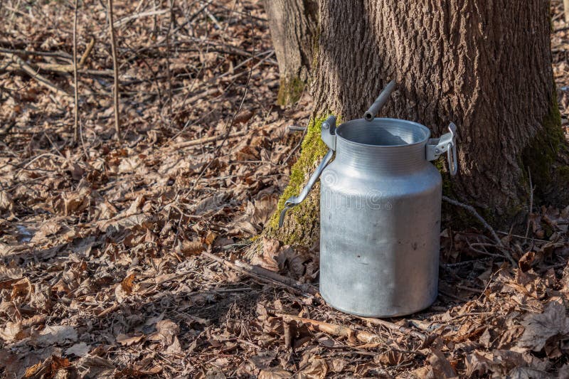 Draining Maple Juice in a Jug. Health in Spring. Can with Juice Stock ...
