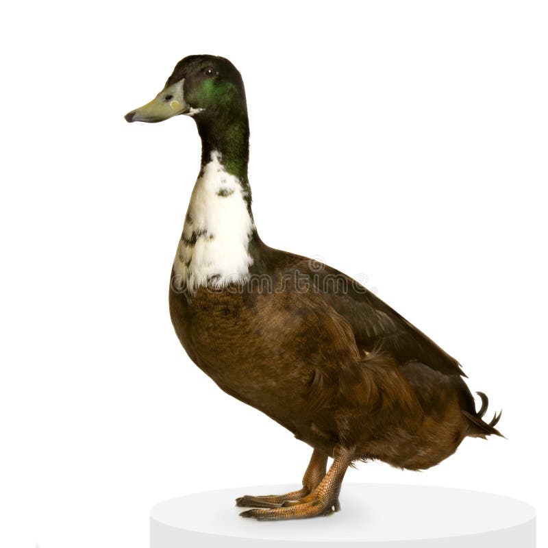 Drake stock photo. Image of yard, cattle, duck, animal - 2253788