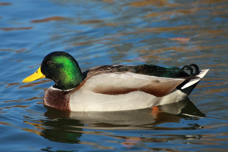 Drake stock photo. Image of drake, feather, swim, habitat - 7588992