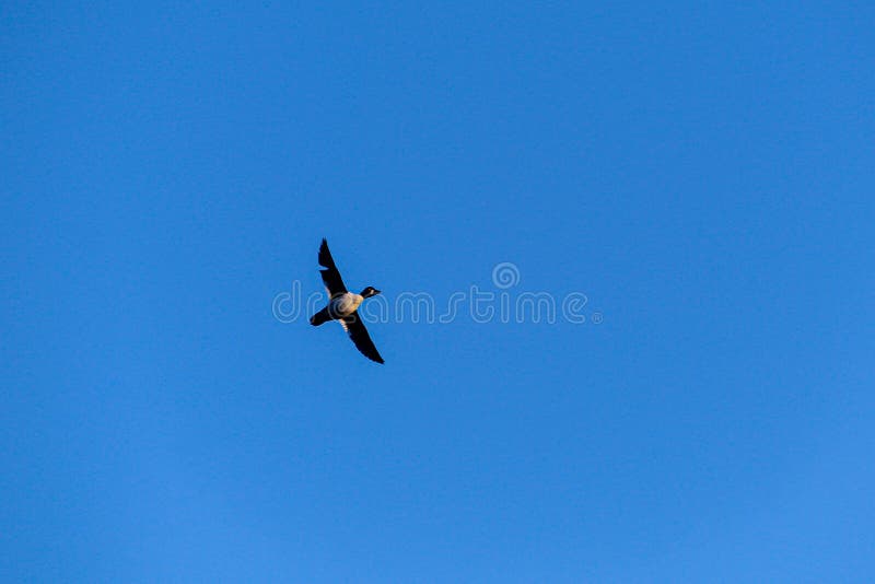 Drake Against the Blue Sky. Bird in Flight Stock Photo - Image of ...