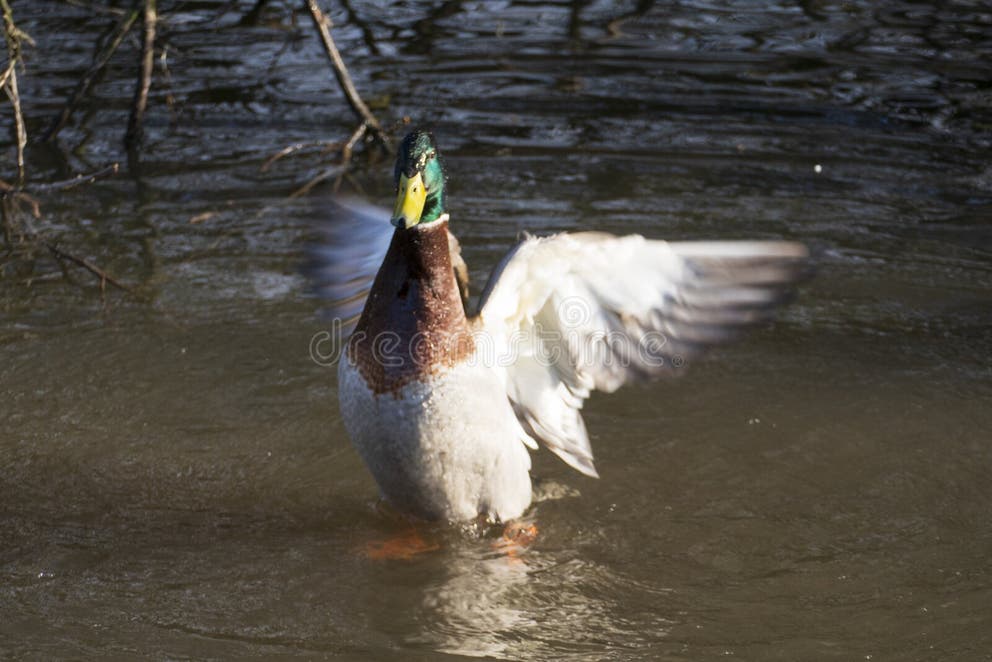 Drake Bathing in Lake and Flapping Wings Stock Photo - Image of beat ...