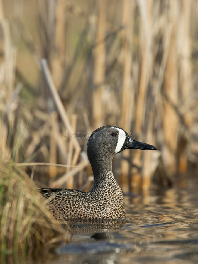 Drake Blue-winged Teal stock photo. Image of birds, duck - 17862676