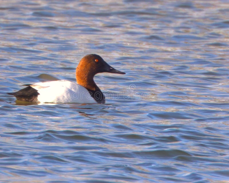 Drake Canvasback Duck Strolling through the Blue Waters Stock Photo ...