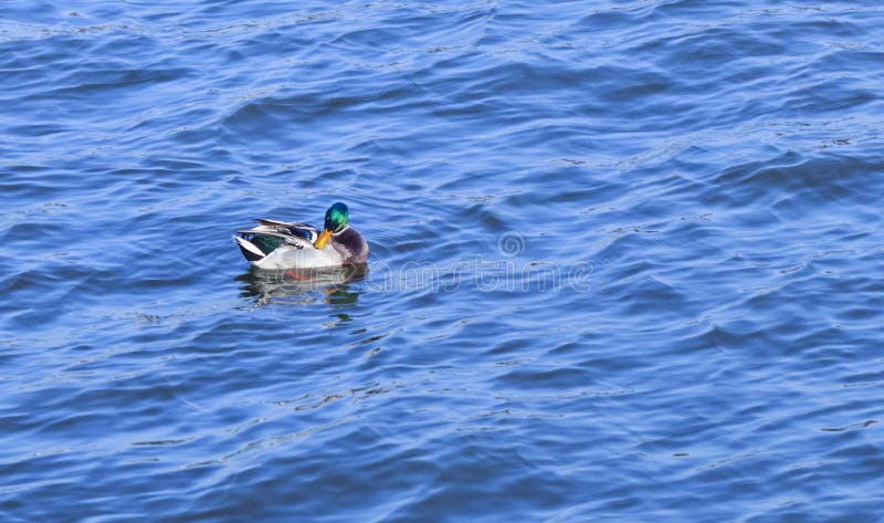 Drake cleans the feathers stock photo. Image of wild - 48434772