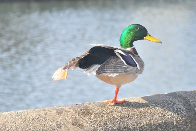Drake, duck stock photo. Image of bird, feathers, nature - 29576564