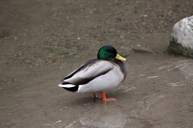 Drake Duck stock image. Image of wildlife, pond, drake - 322103945